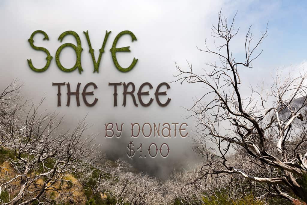 Branch Font | Worth to Buy