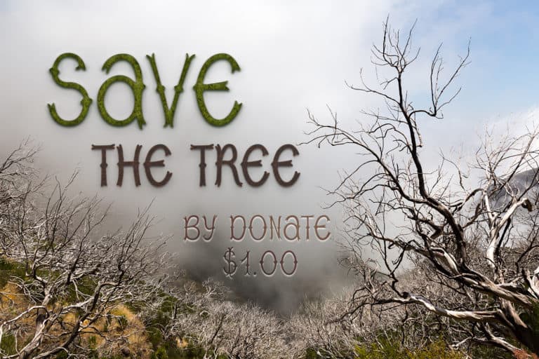 Branch Font | Worth to Buy